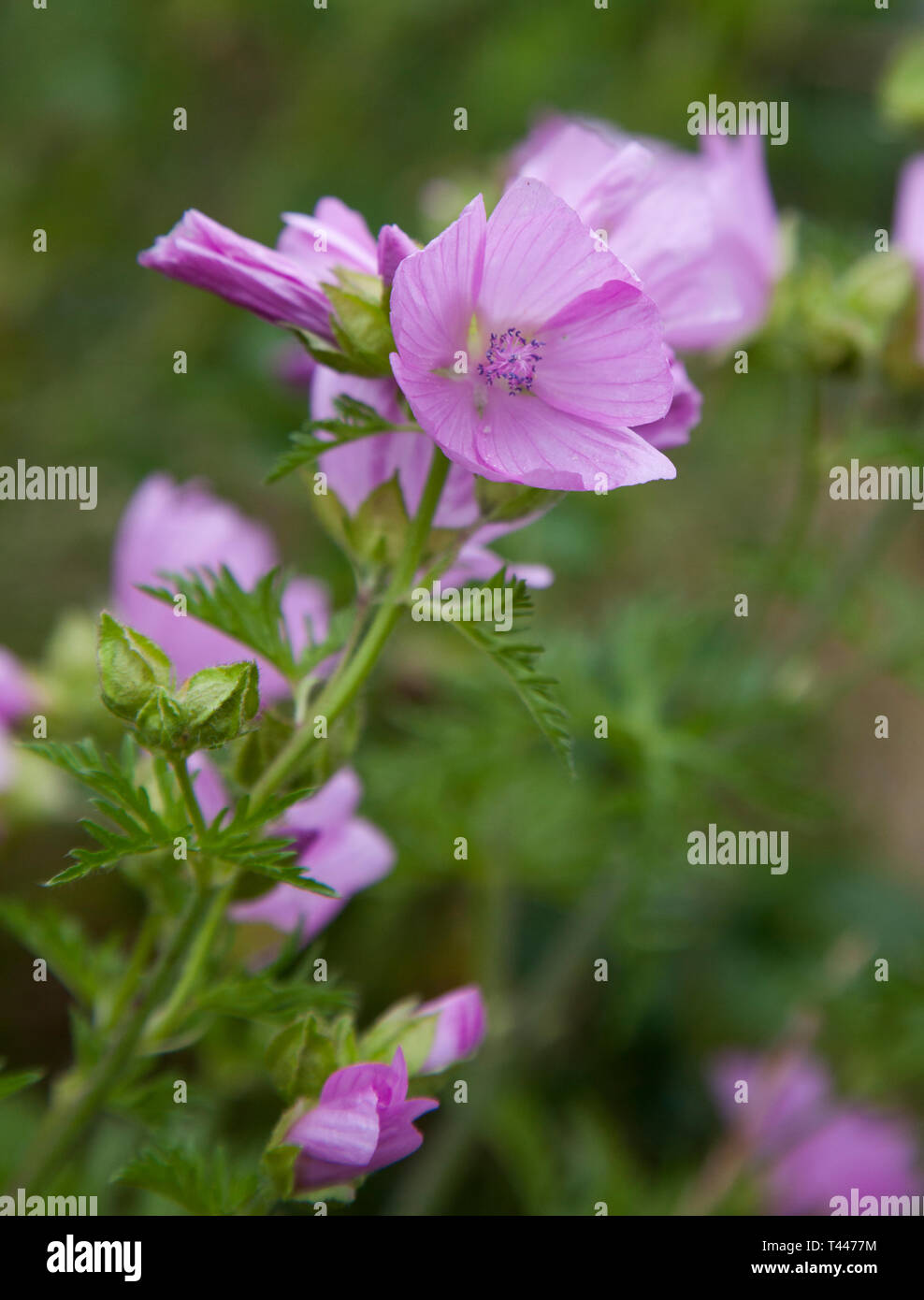 MALVA is a genus of about 30 species of herbaceous annual Stock Photo ...