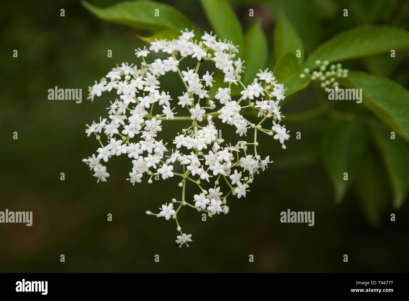Black sambucus shrub hi-res stock photography and images - Alamy
