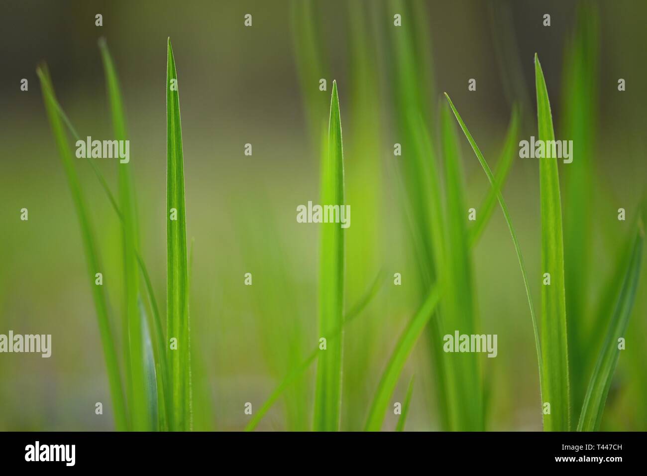Beautiful natural green grass background Stock Photo - Alamy