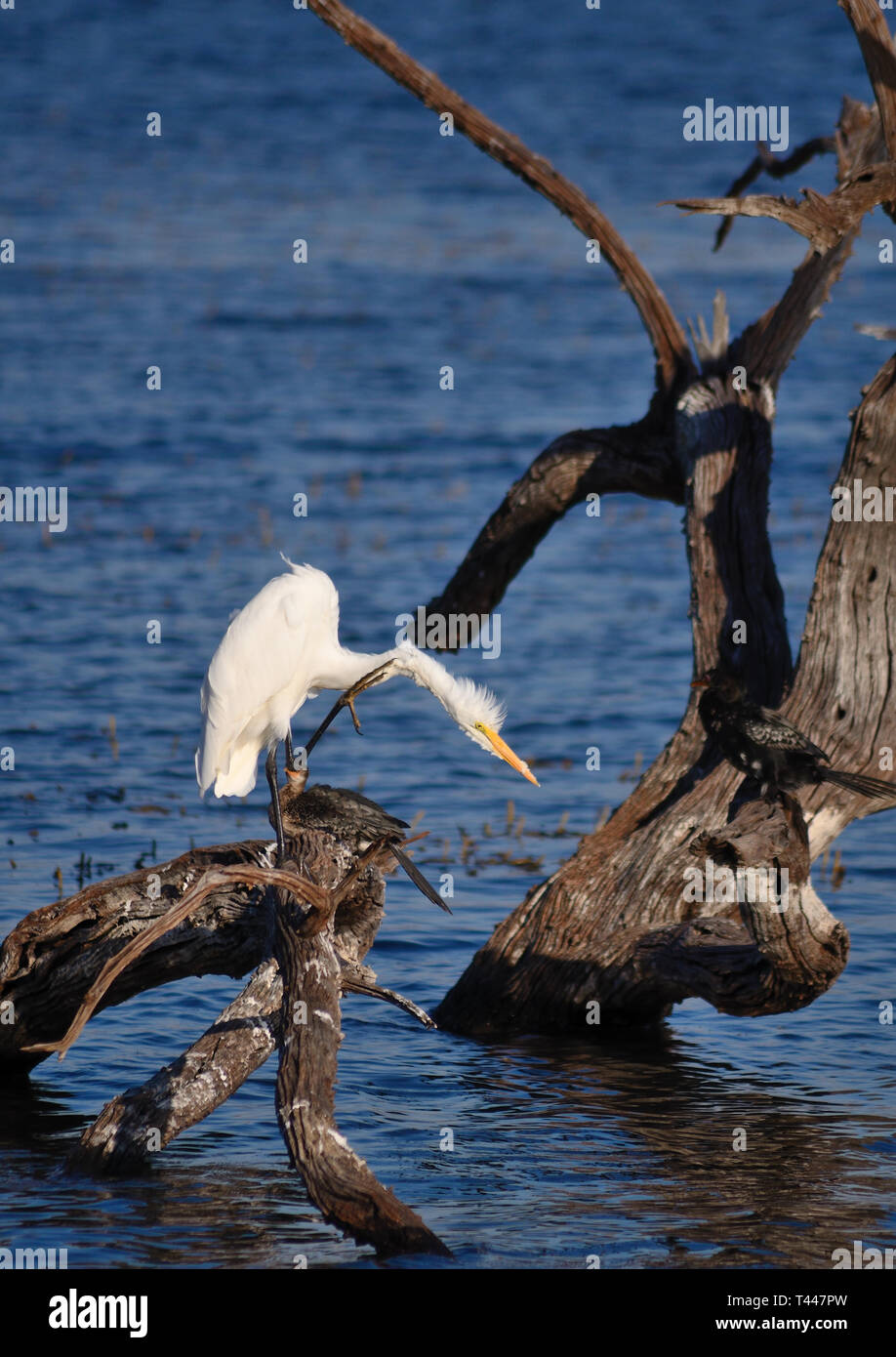 White bird in a dead tree at the lake Stock Photo - Alamy