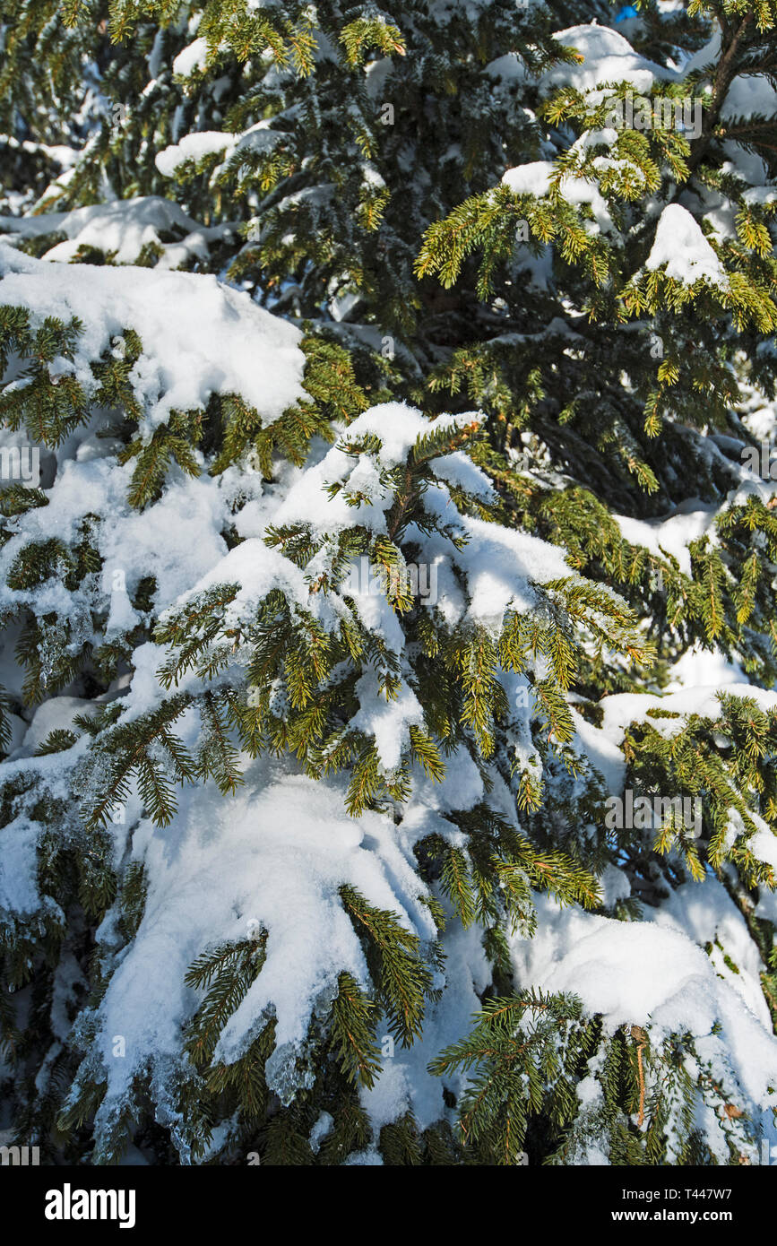 Closeup of snow covered alpine conifer pine trees on mountainside in ...