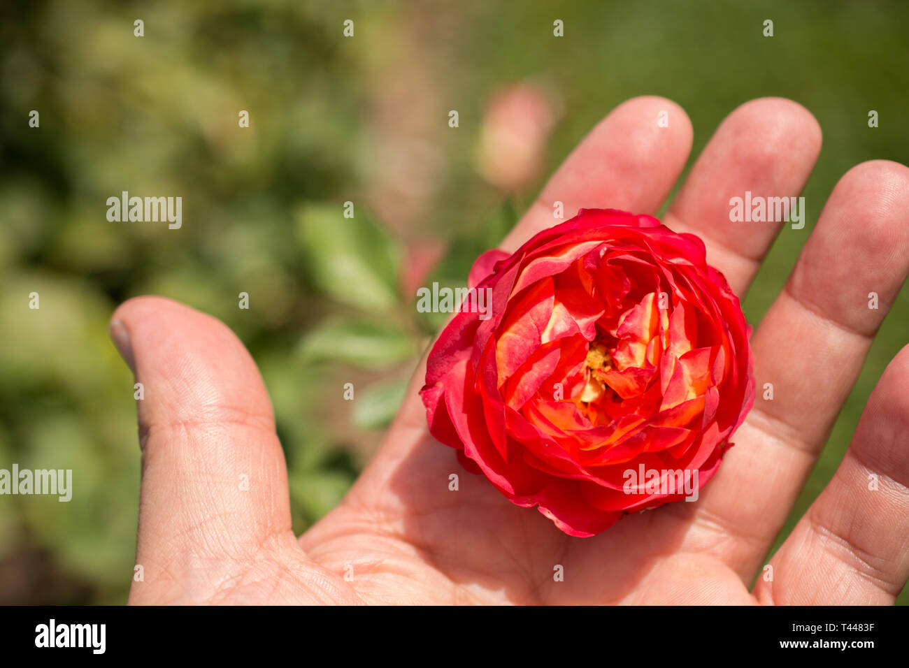 Blooming beautiful colorful rose bud in garden nature background Stock ...