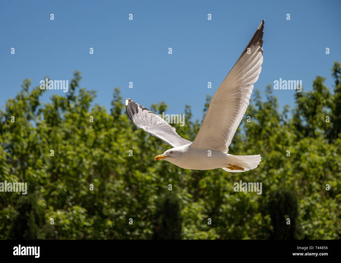 Seagull flying over the trees in the garden Stock Photo - Alamy