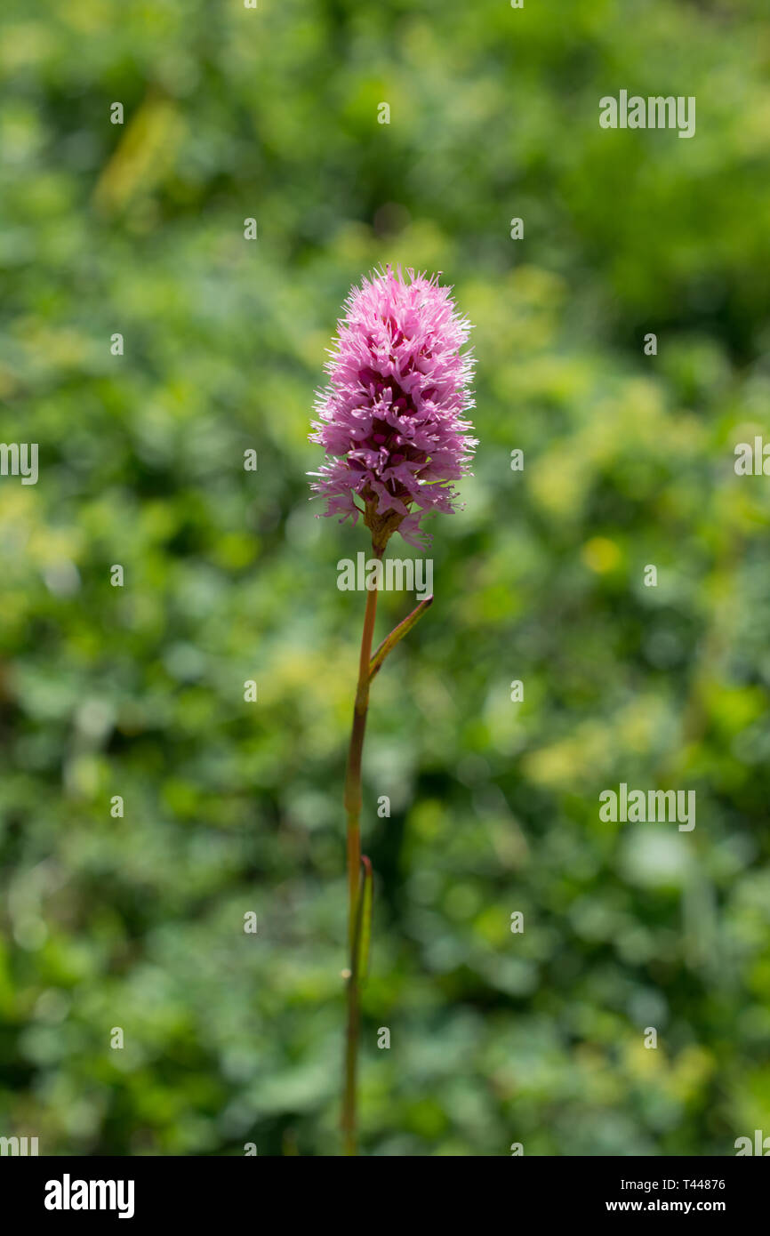 Dalea hi-res stock photography and images - Alamy