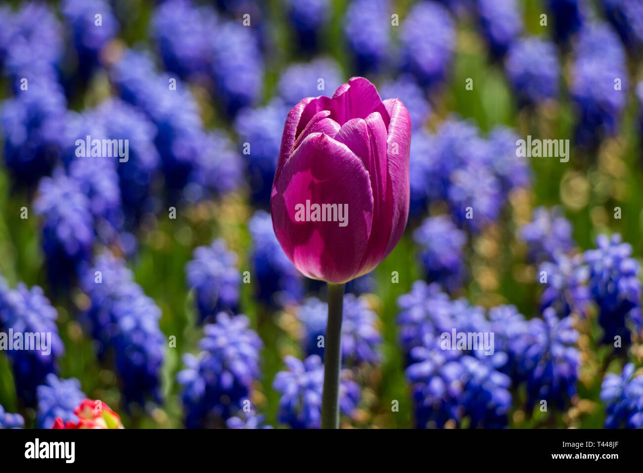 Colorful single tulip flower bloom in the spring garden Stock Photo - Alamy