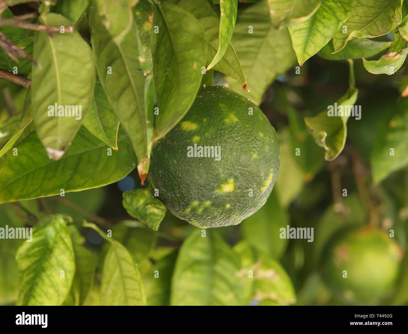 Persian lemons hi-res stock photography and images - Alamy