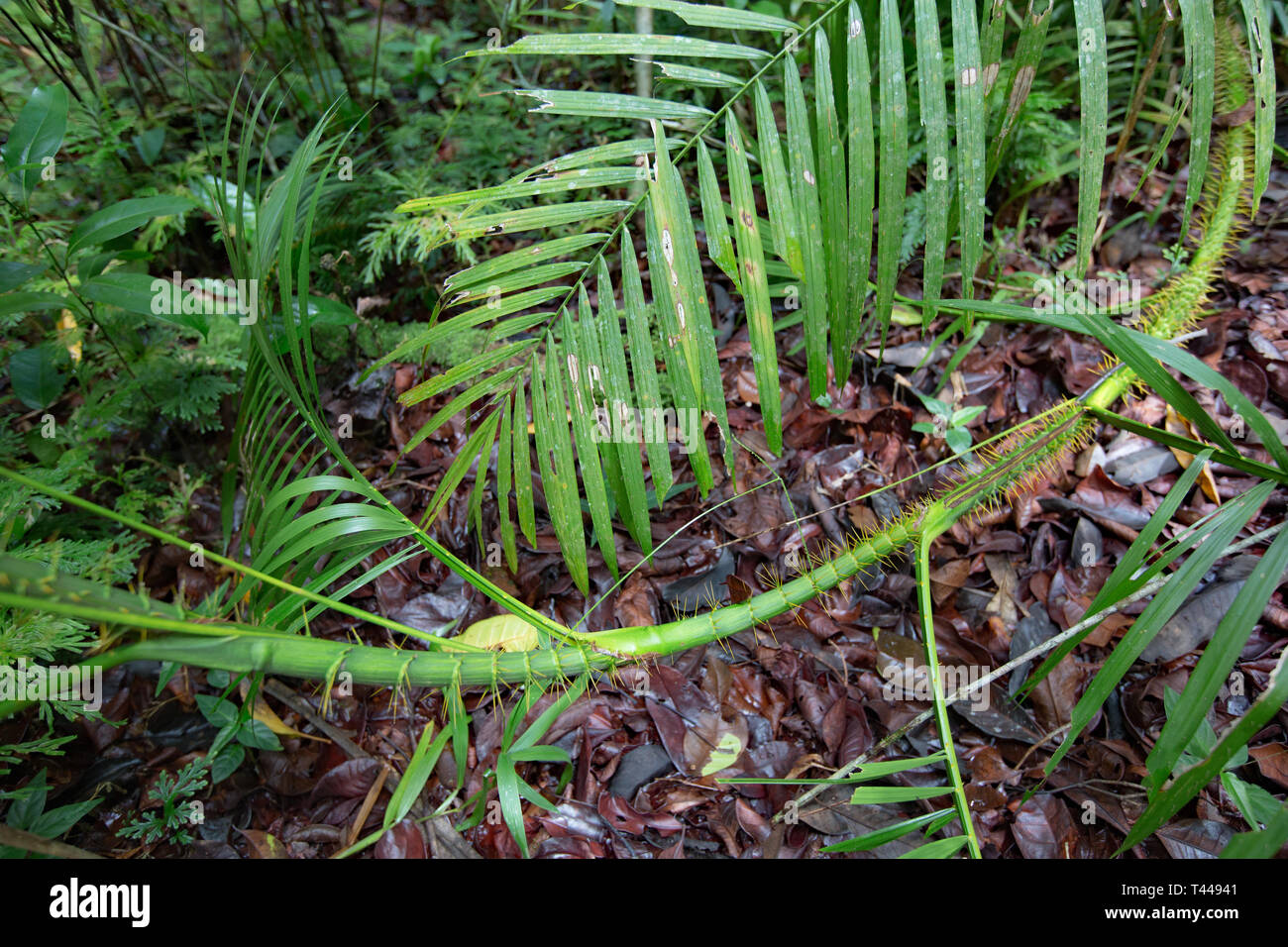 Calamus vine, wait a while vine from rainforest of NE Queensland Stock ...