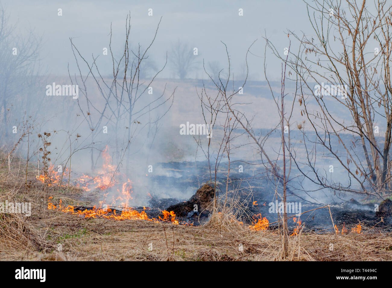 A strong fire spreads in gusts of wind through dry grass, smoking dry ...