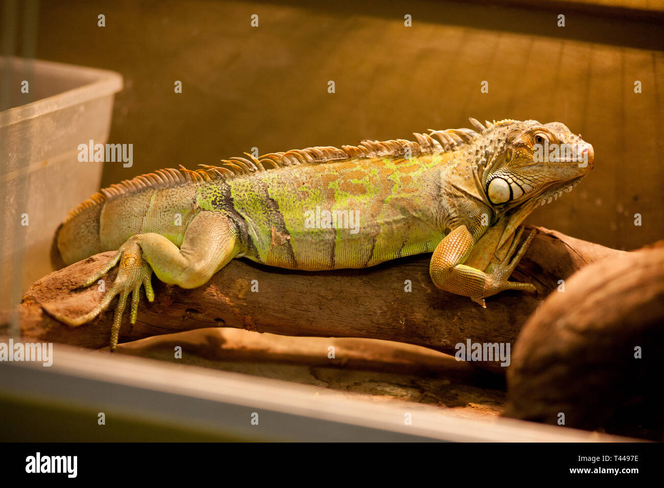 Green iguana, also known as American iguana, is a large, arboreal ...