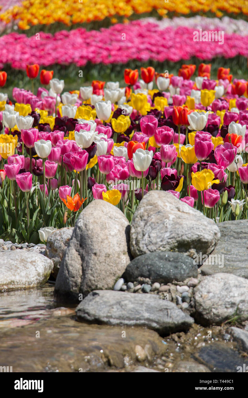Various color tulip flowers bloom in spring the garden Stock Photo - Alamy