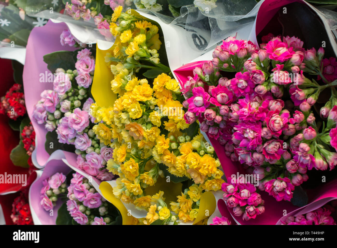 Beautiful colorful natural spring flowers as a nature background Stock ...