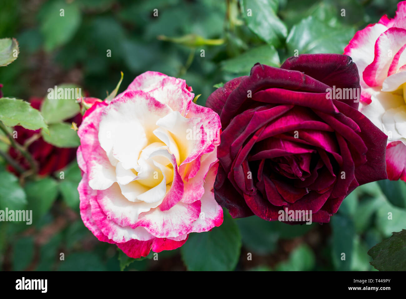 Blooming beautiful colorful roses in the garden background Stock Photo ...