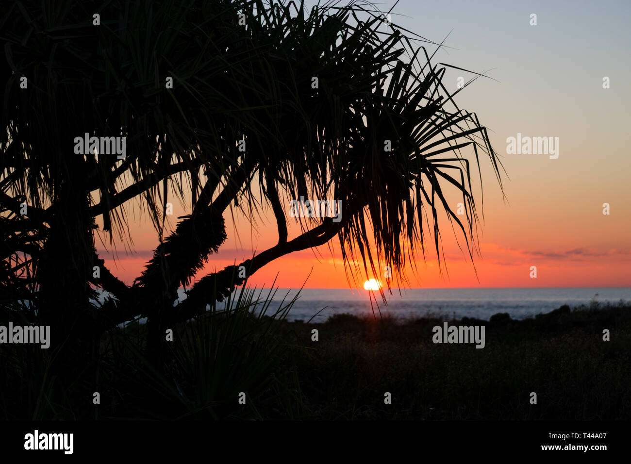 Pandanus (Pandanus spiralis) silhouetted against setting sun, Cape ...