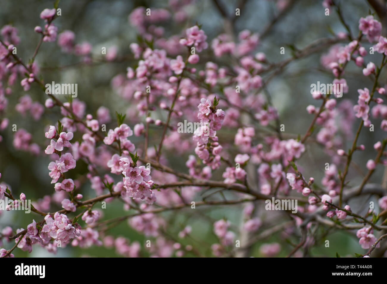 Peach trees blooming Flourishing fruit trees in spring Stock Photo - Alamy