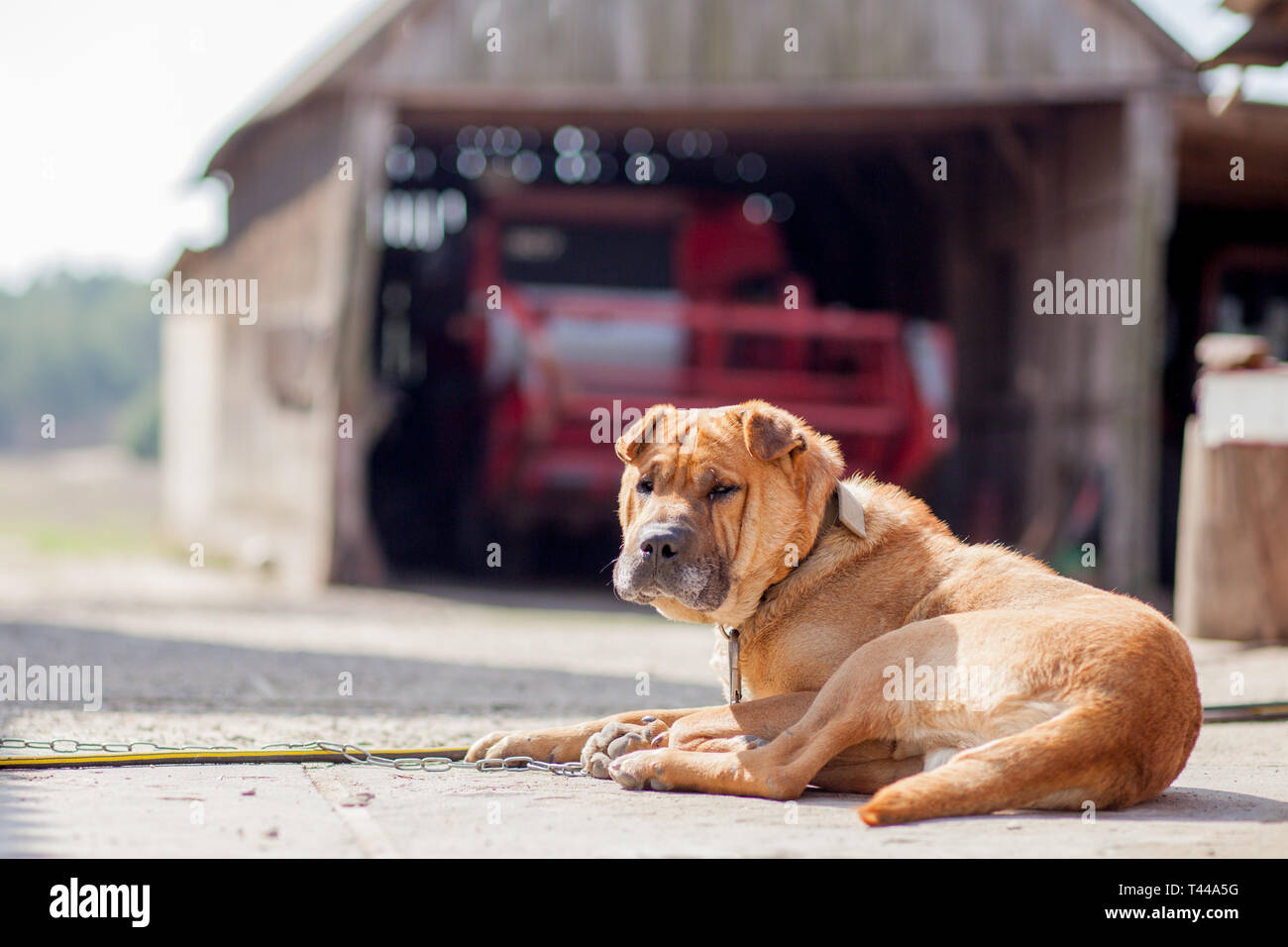 The dog guards the agricultural machinery on the street Stock Photo - Alamy