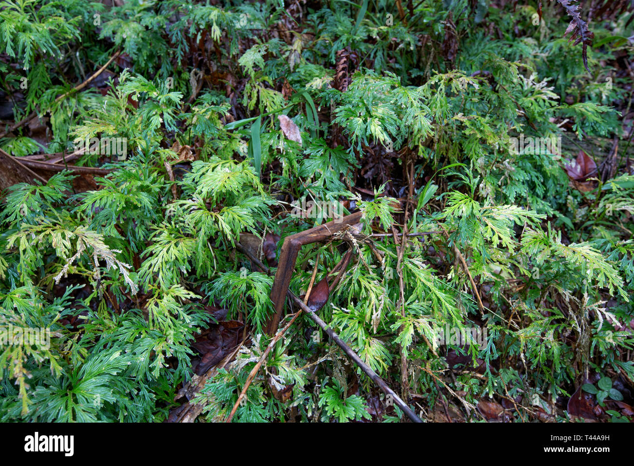 Rainforest plant hi-res stock photography and images - Alamy
