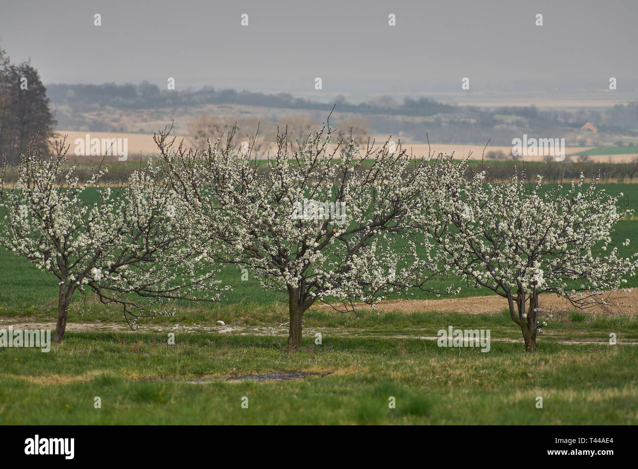 Flourishing trees hi-res stock photography and images - Alamy