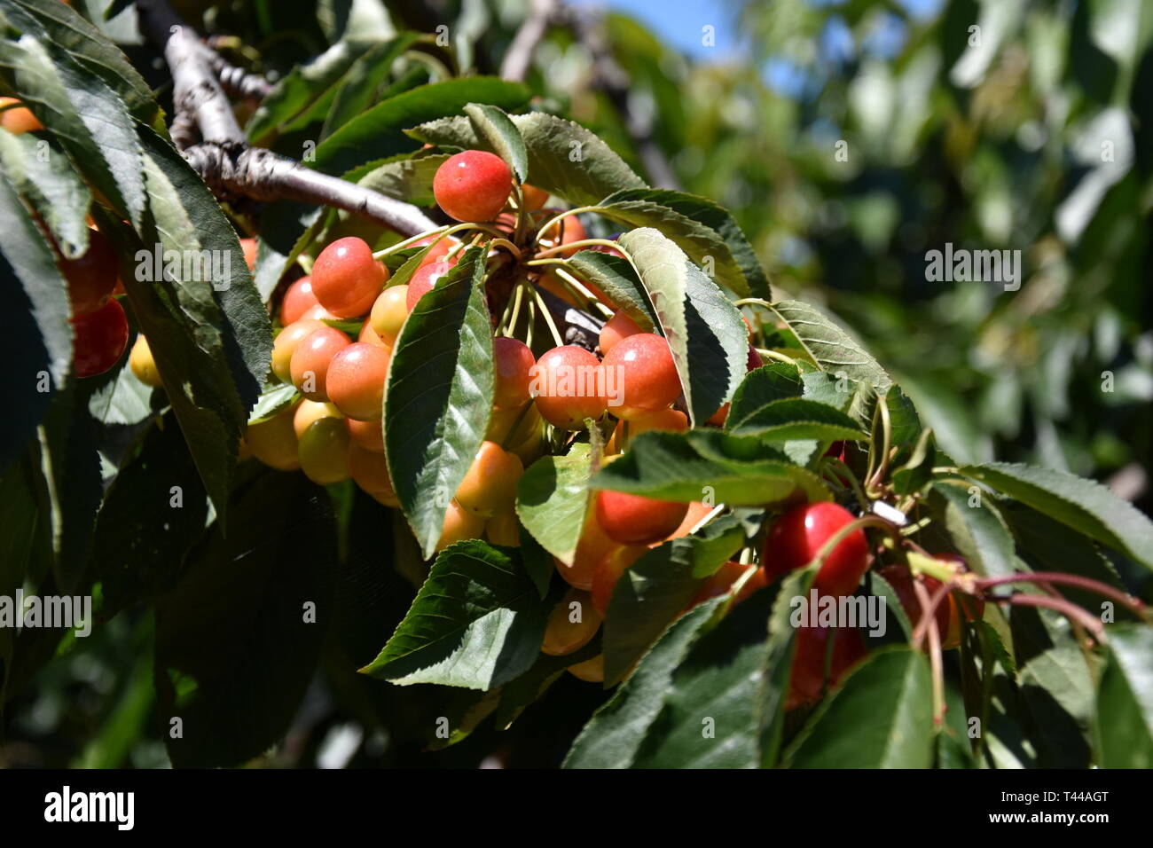 Red cherries on cherry tree in orchard for picking. Close-up on ripe ...