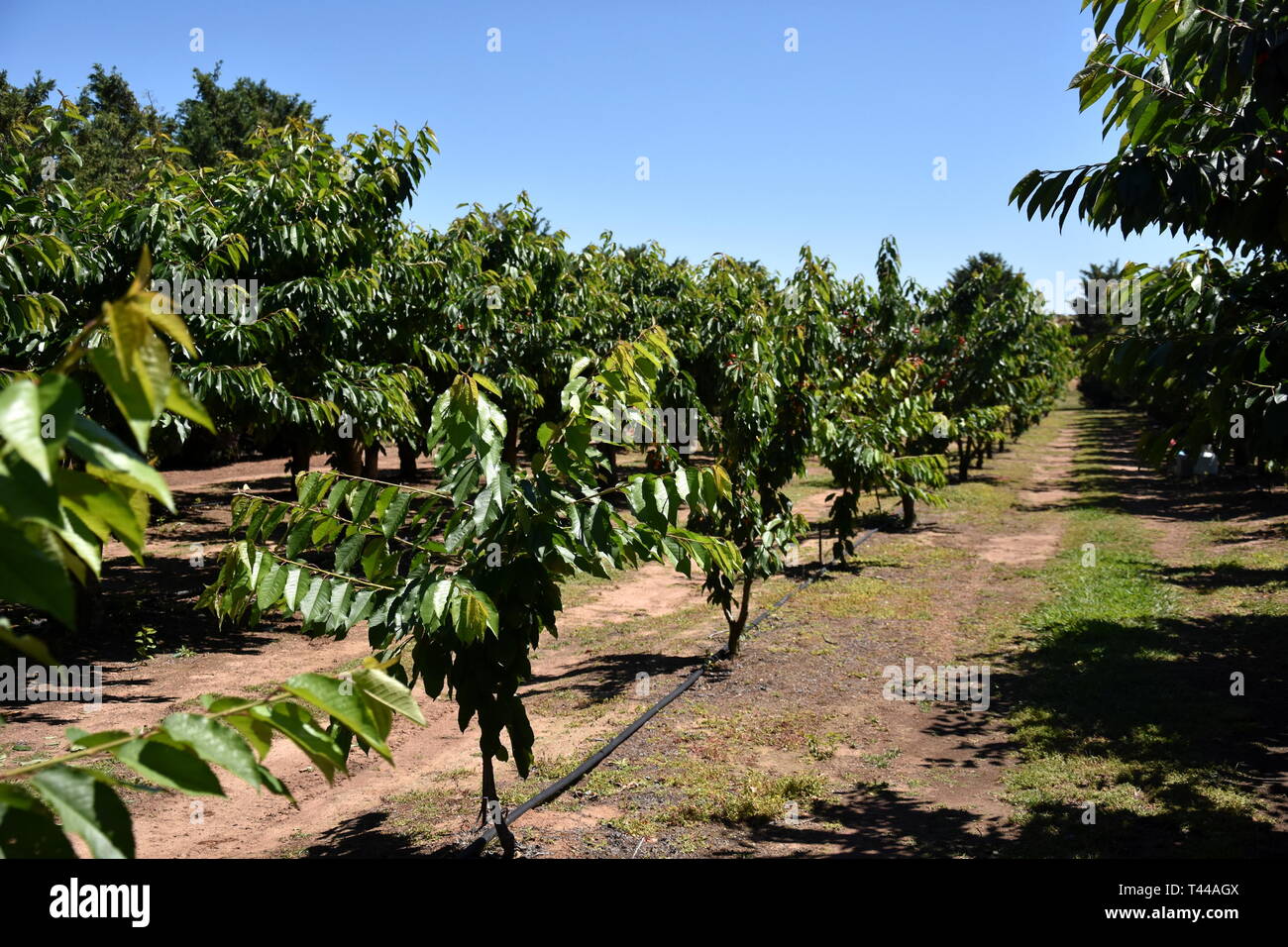 Cherry tree with fruits in the summer garden. Red and sweet cherry ...
