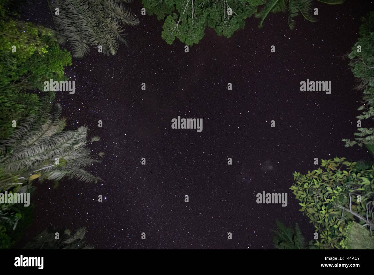 Stars from jungle, Klungkung, Bali, Indonesia Stock Photo - Alamy