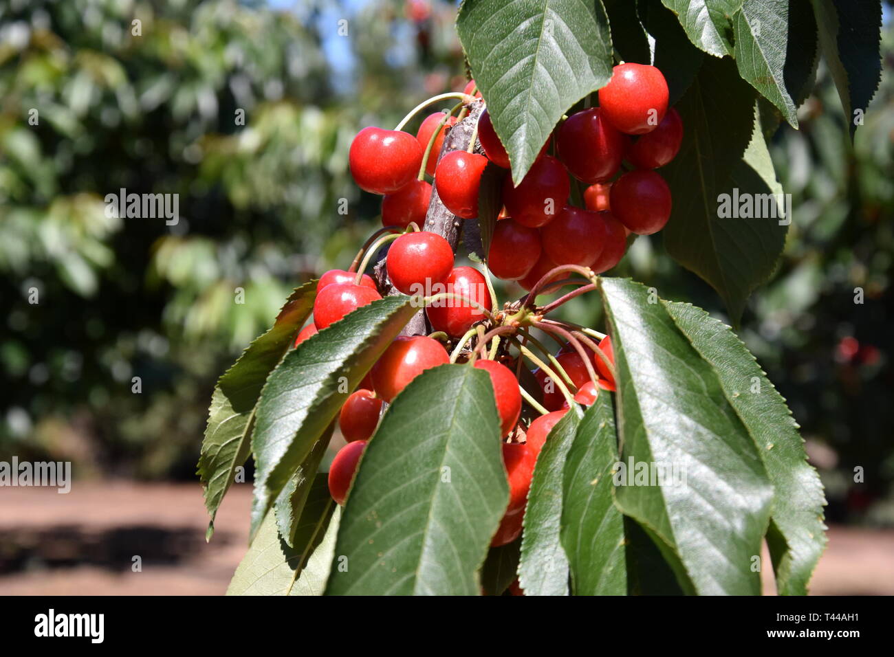 Red cherries on cherry tree in orchard for picking. Close-up on ripe ...
