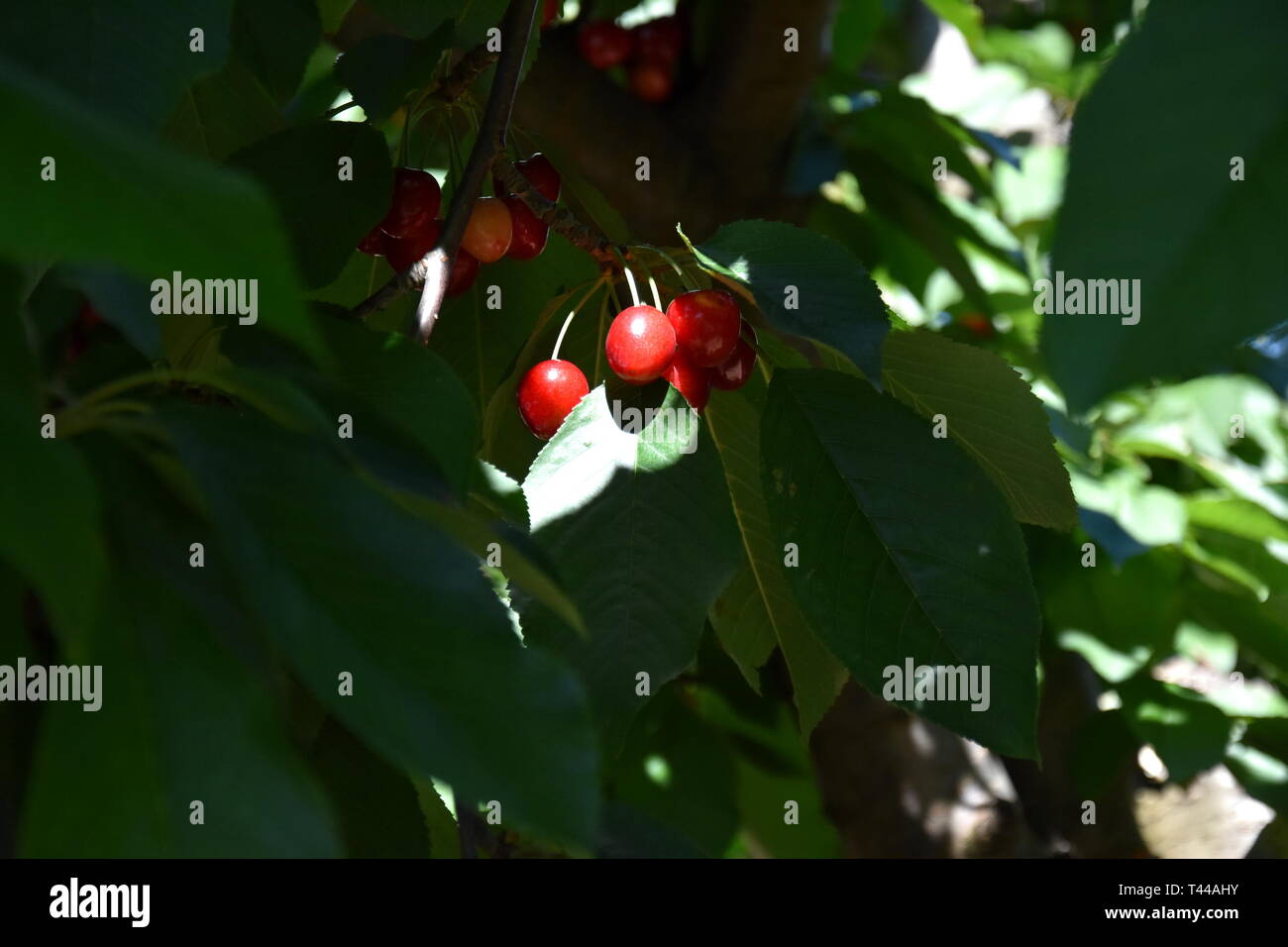 Red cherries on cherry tree in orchard for picking. Close-up on ripe ...