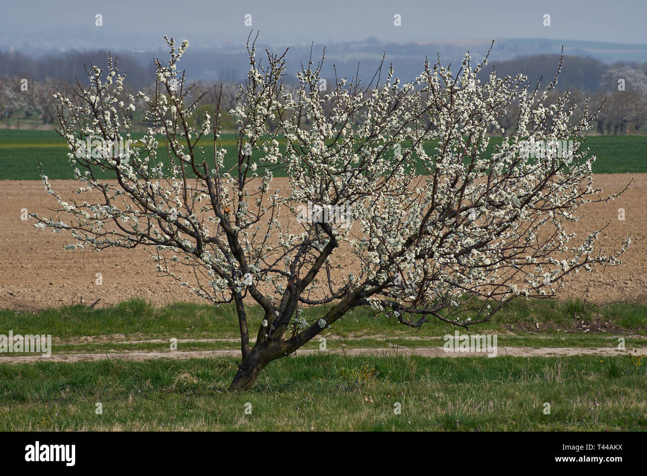 Plum tree blooming Flourishing fruit trees in spring Stock Photo - Alamy