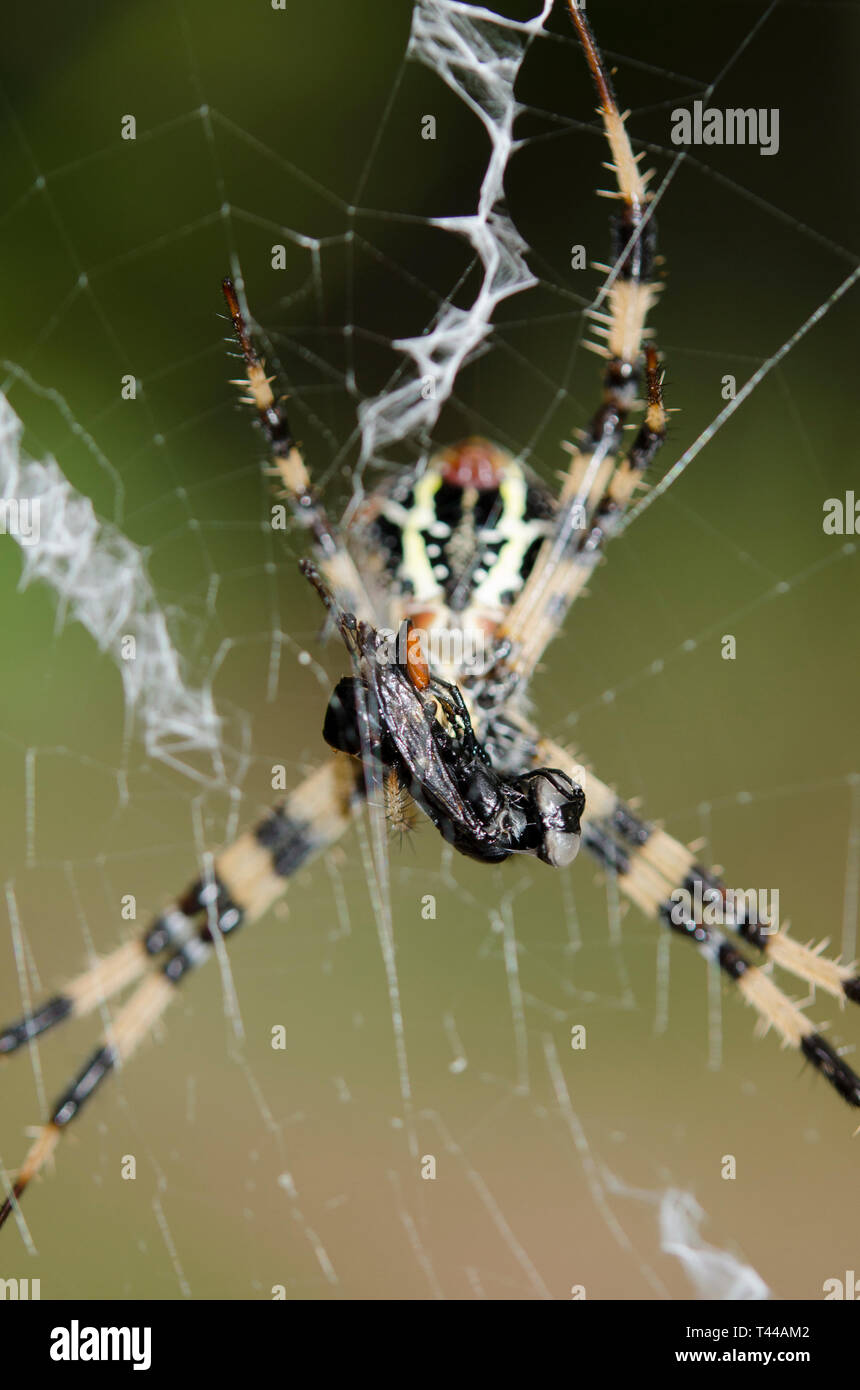 Female St Andrew's Cross Spider, Argiope versicolor, on web with ...