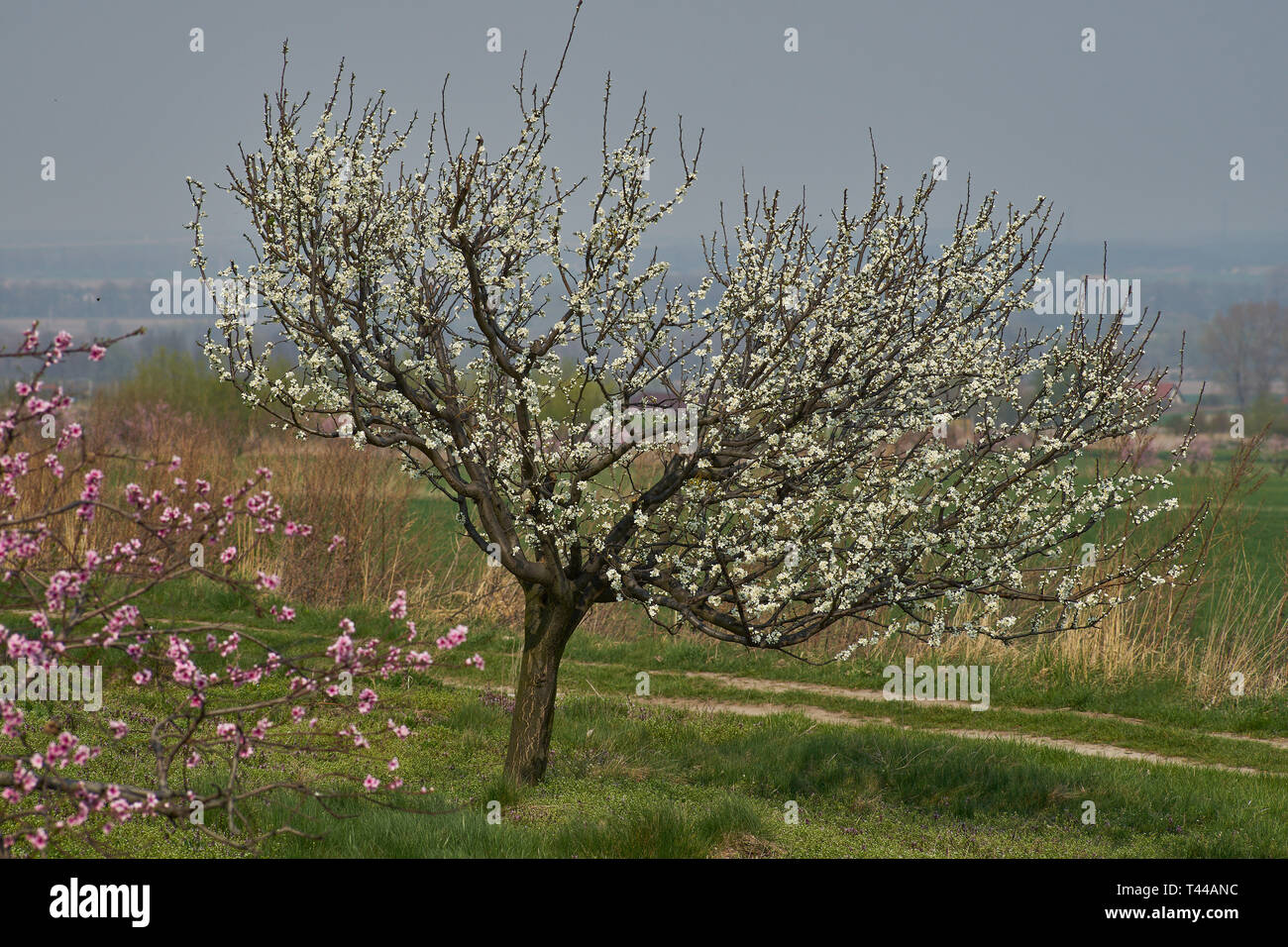 Flourishing fruit trees in spring Stock Photo - Alamy