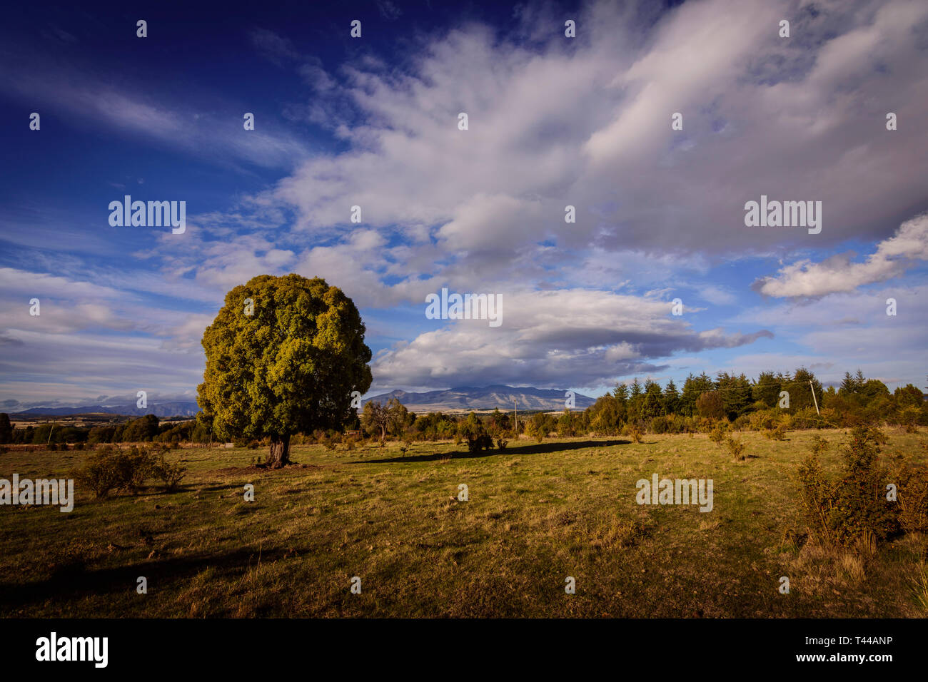 patagonia landscape with a lonely tree and blue sky Stock Photo - Alamy