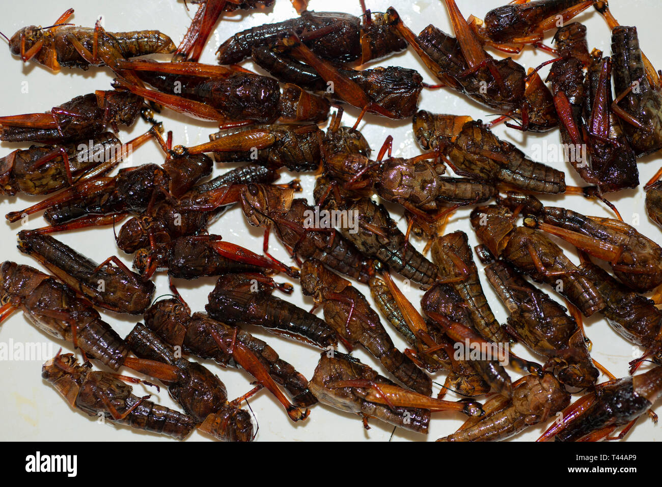 Population of Fried Javanese Grasshopper, Valanga nigricornis, Java ...