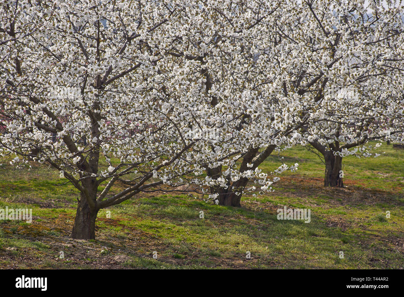 Flourishing trees hi-res stock photography and images - Alamy