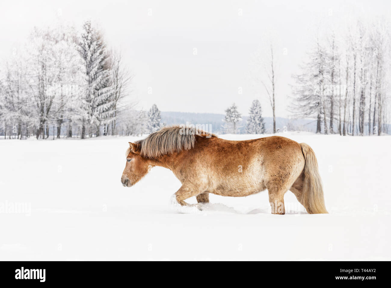 Arabian horse haflinger hi-res stock photography and images - Alamy