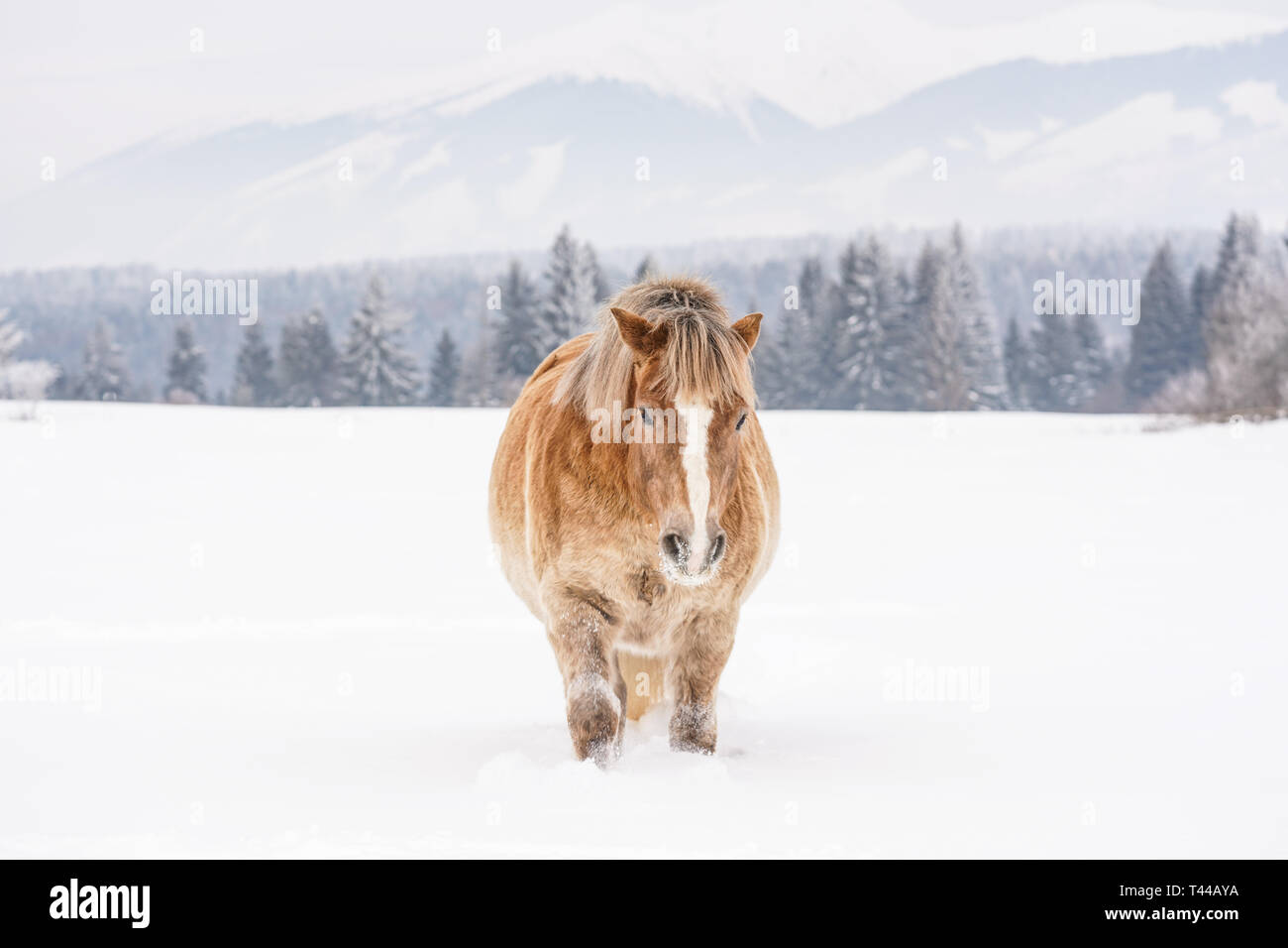 Haflinger horse snow hi-res stock photography and images - Alamy