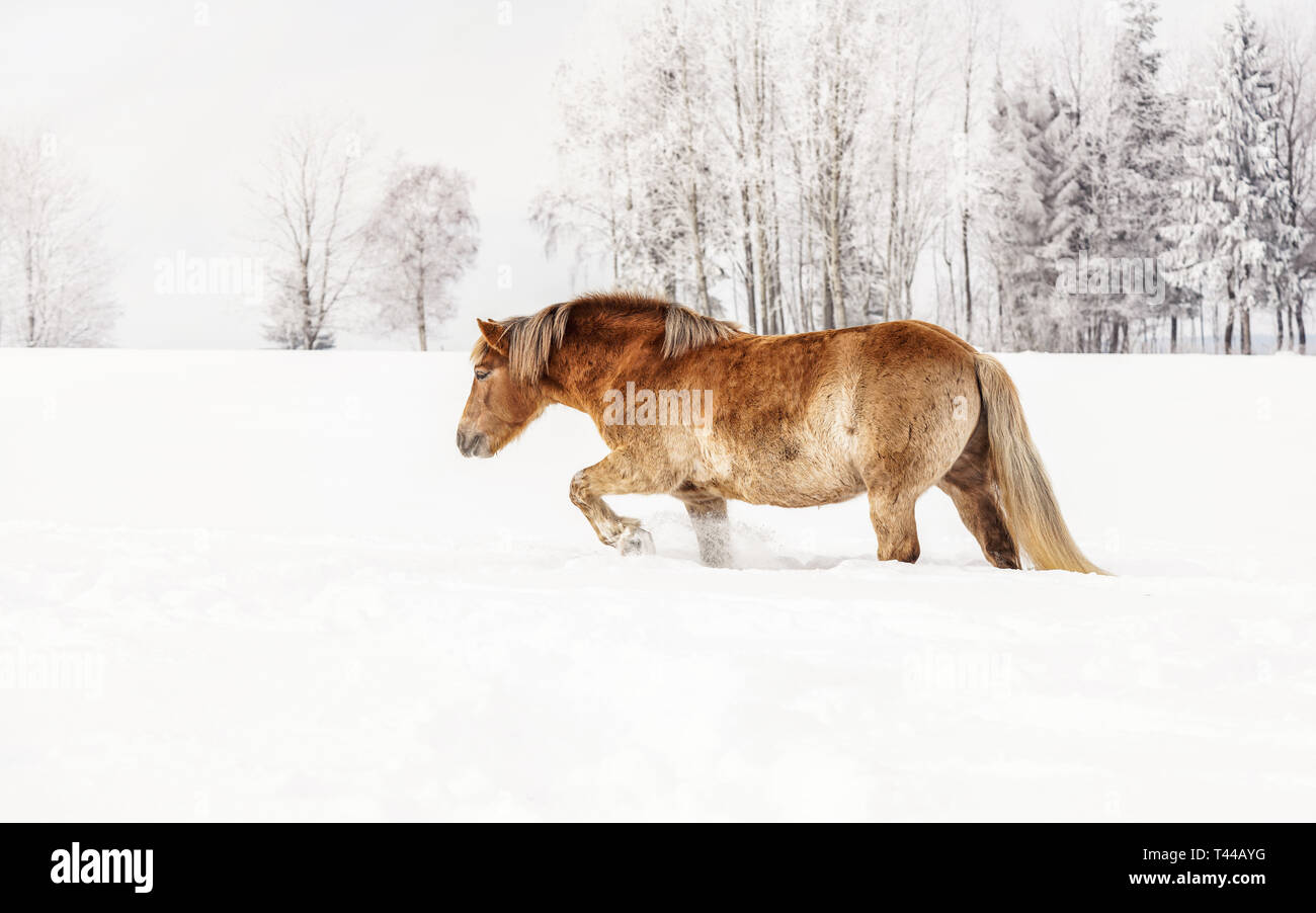 Light brown Haflinger horse walks in snow during winter, blurred trees ...