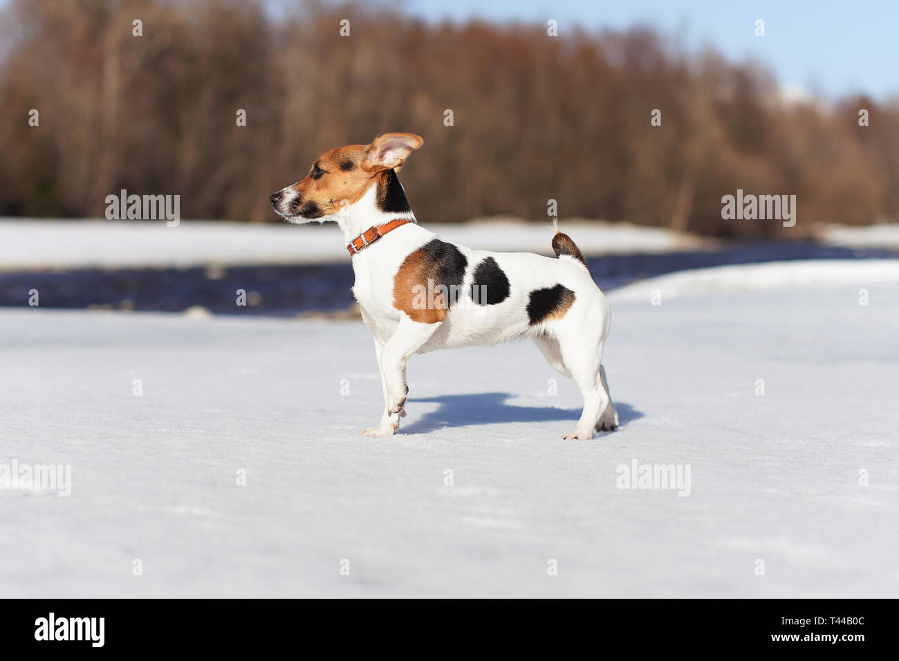 Dog standing side view happy hi-res stock photography and images - Alamy