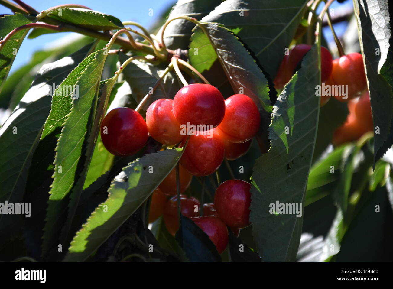 Red cherries on cherry tree in orchard for picking. Close-up on ripe ...