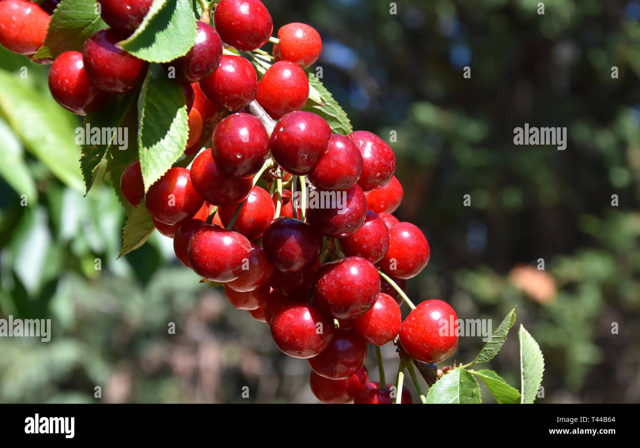 Red cherries on cherry tree in orchard for picking. Close-up on ripe ...