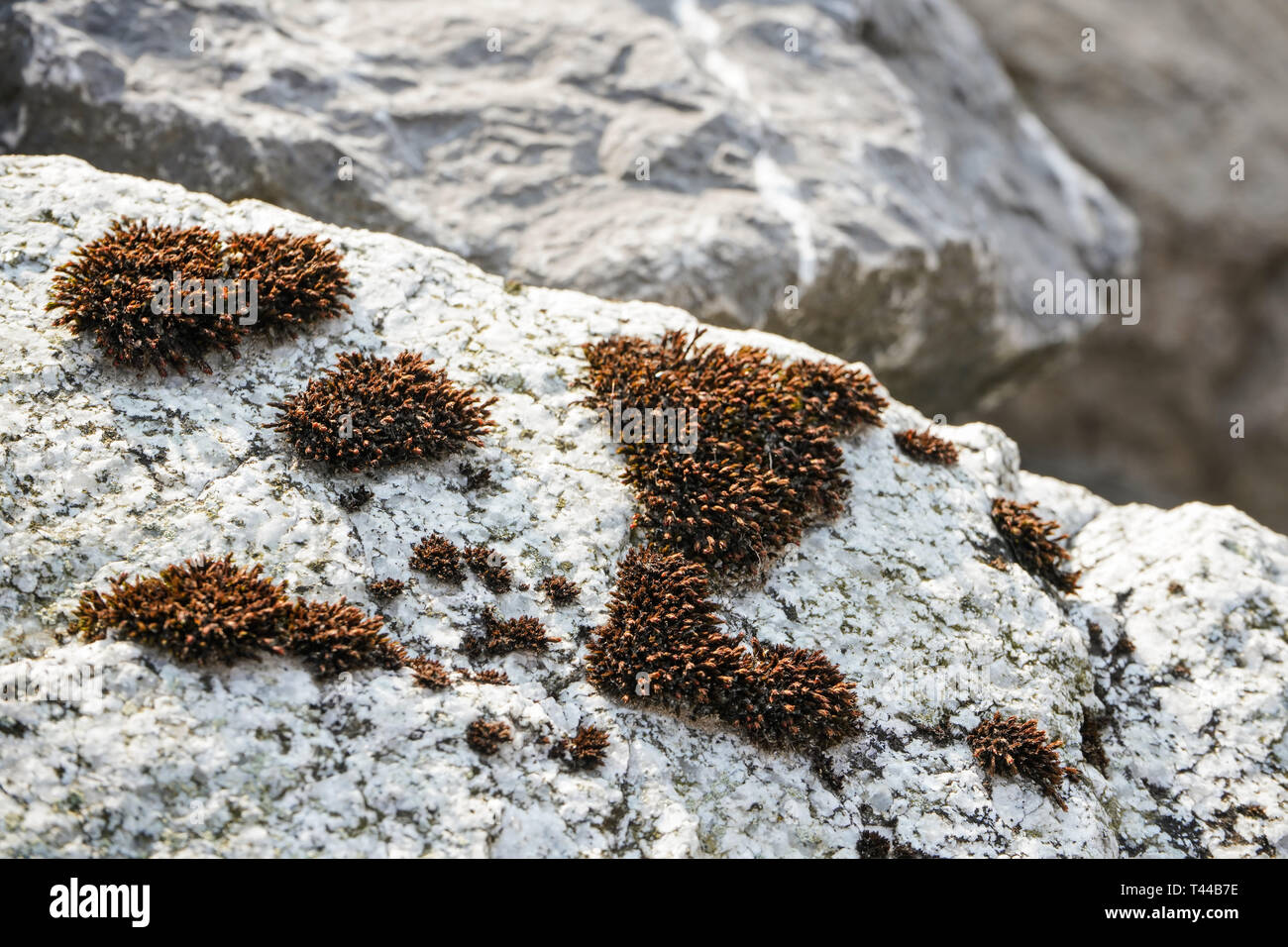 Brown lichen hi-res stock photography and images - Alamy