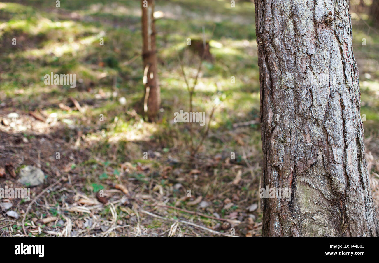 Detail of pine tree trunk, bark detail visible, blurred sun lit forest ...