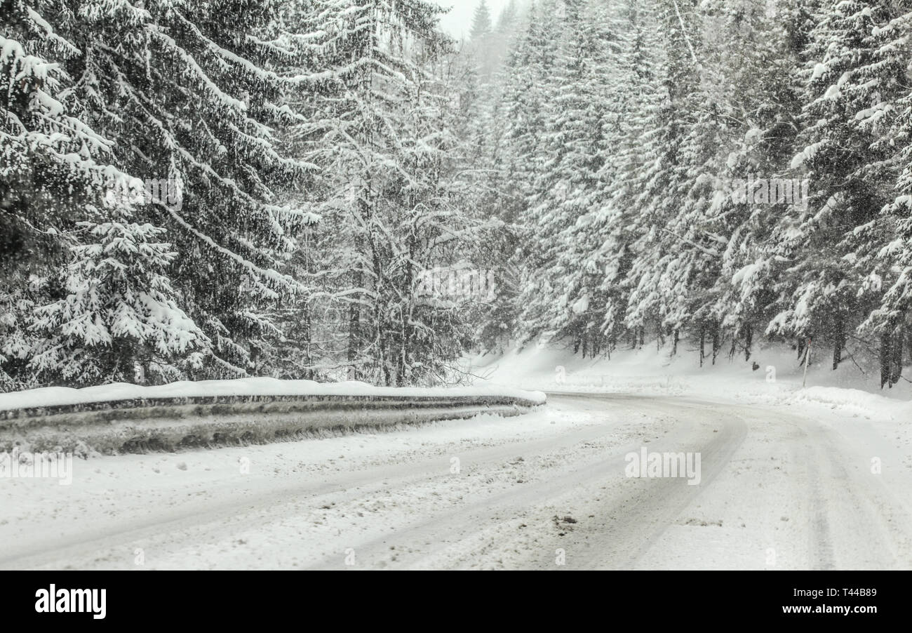 Dangerous trees hi-res stock photography and images - Alamy