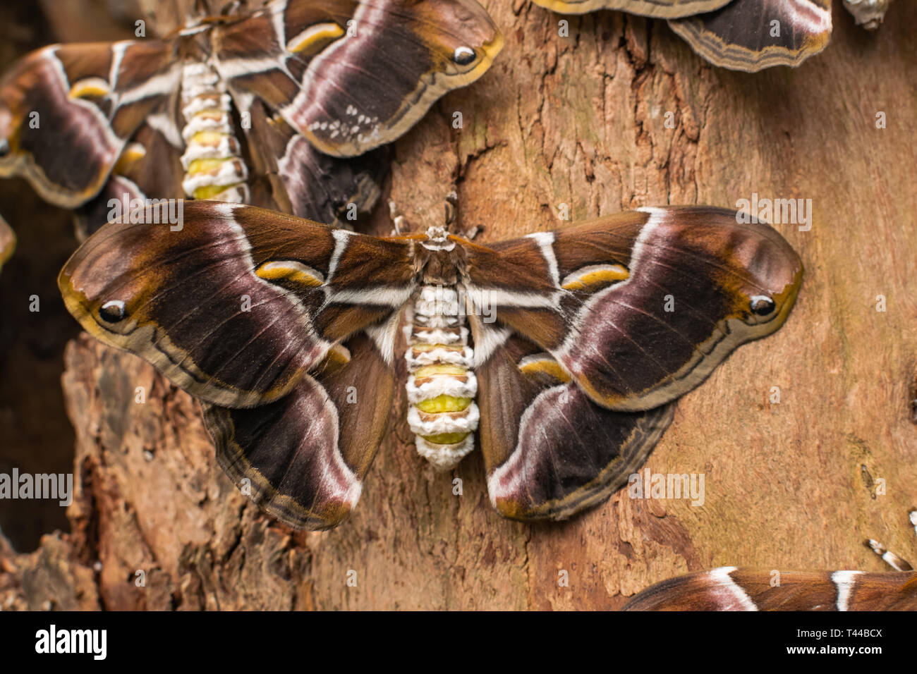 Eri hi-res stock photography and images - Alamy