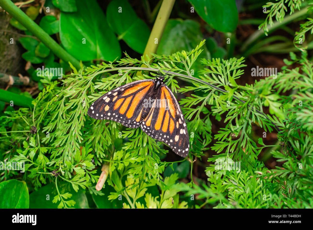 Monarch milkweed danaus plexippus exotic hi-res stock photography and ...