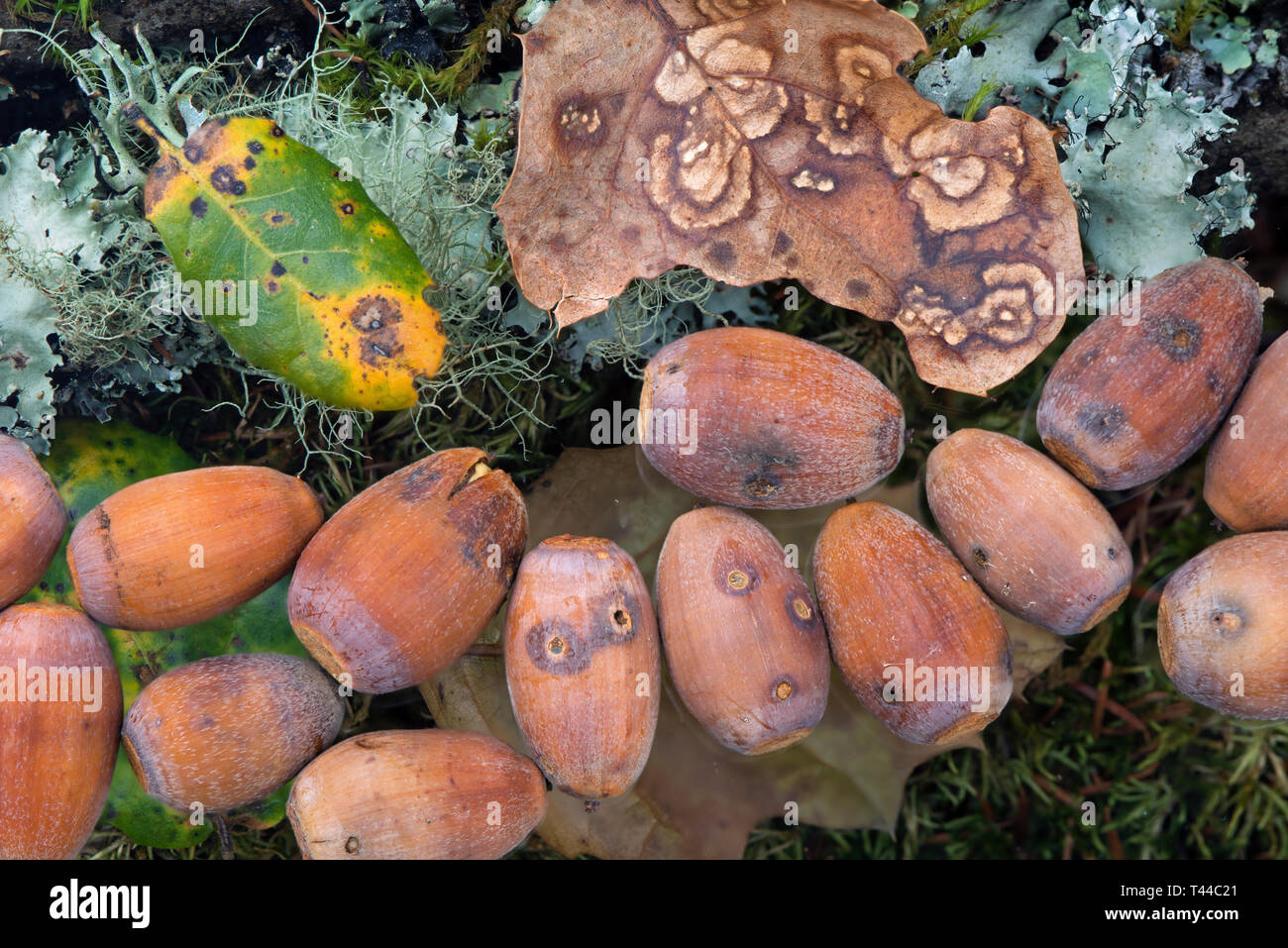 Still life with fallen acorns, oak leaves, lichens and moss Stock Photo ...