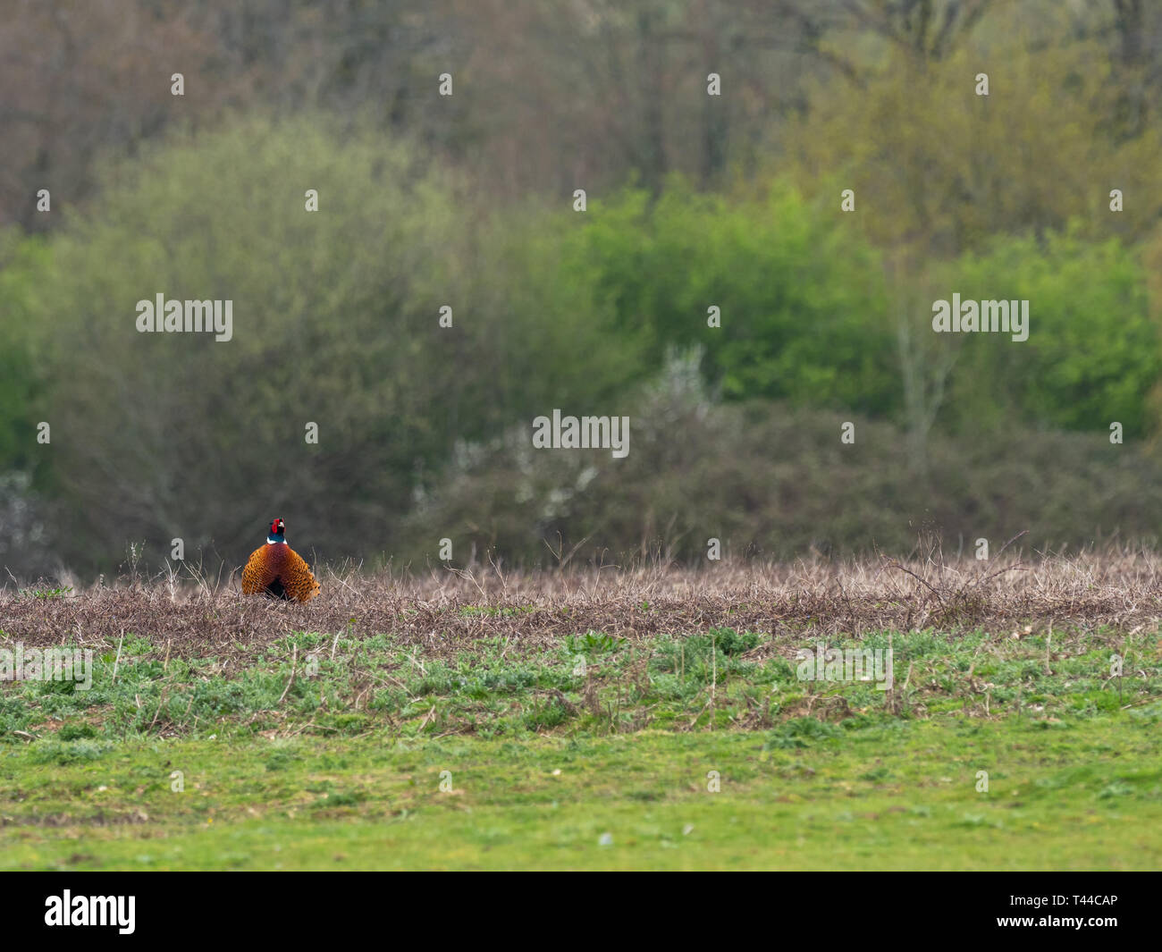 Beautiful pheasant in woodland hi-res stock photography and images - Alamy