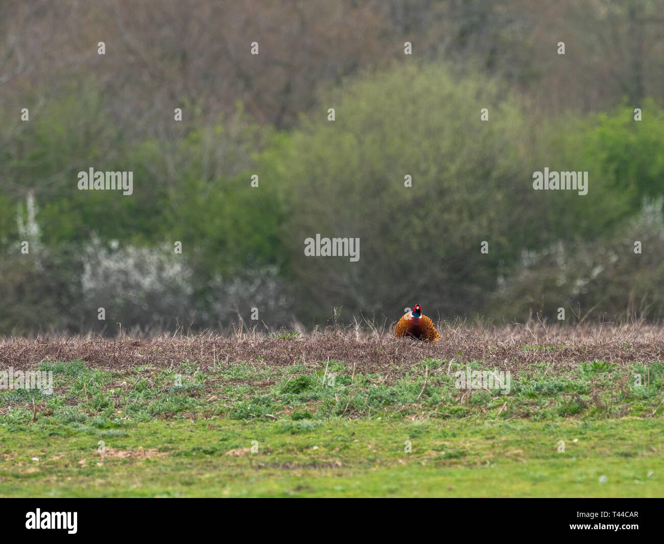 Beautiful pheasant in woodland hi-res stock photography and images - Alamy