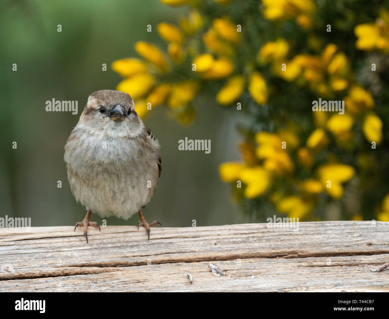 Female House Sparrow, Passer domesticus Stock Photo - Alamy