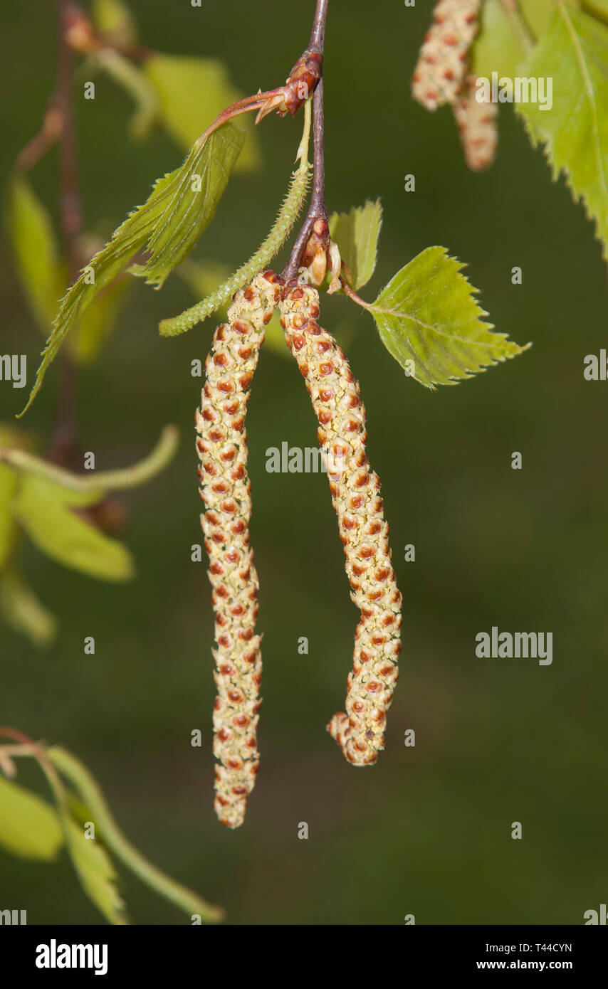 Pollenosis hi-res stock photography and images - Alamy