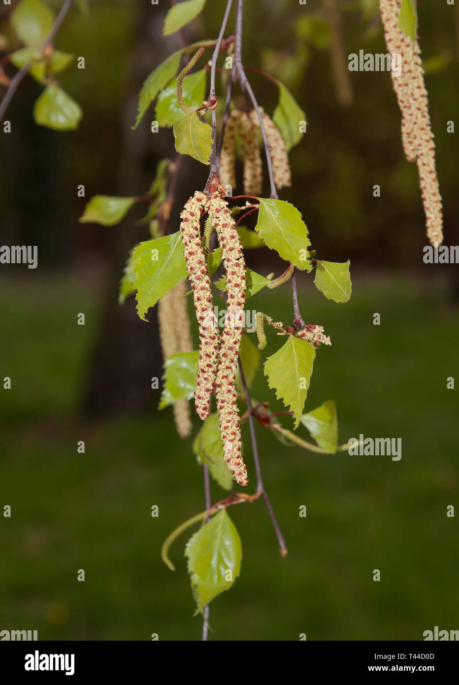 Pollenosis hi-res stock photography and images - Alamy