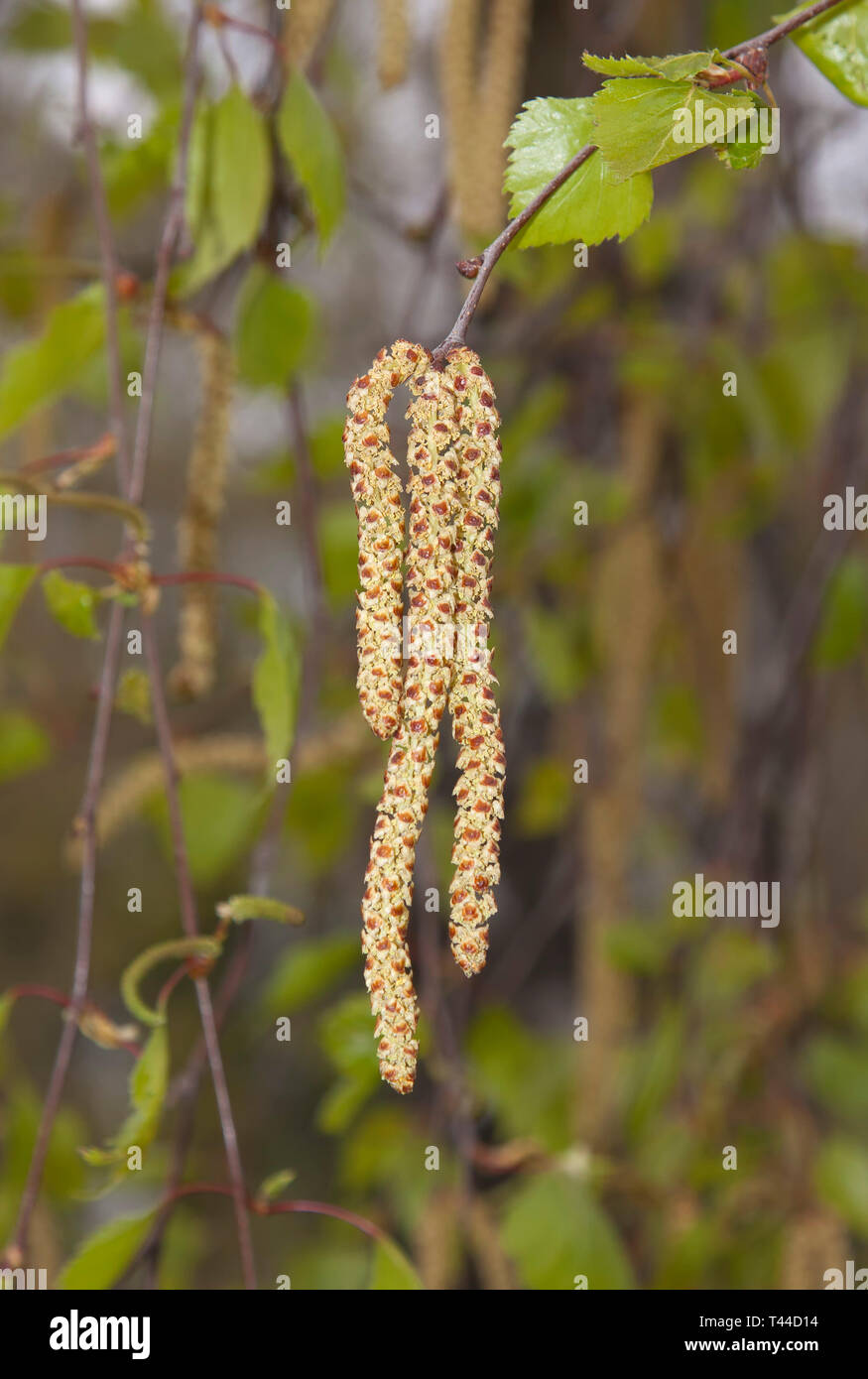 Pollenosis hi-res stock photography and images - Alamy